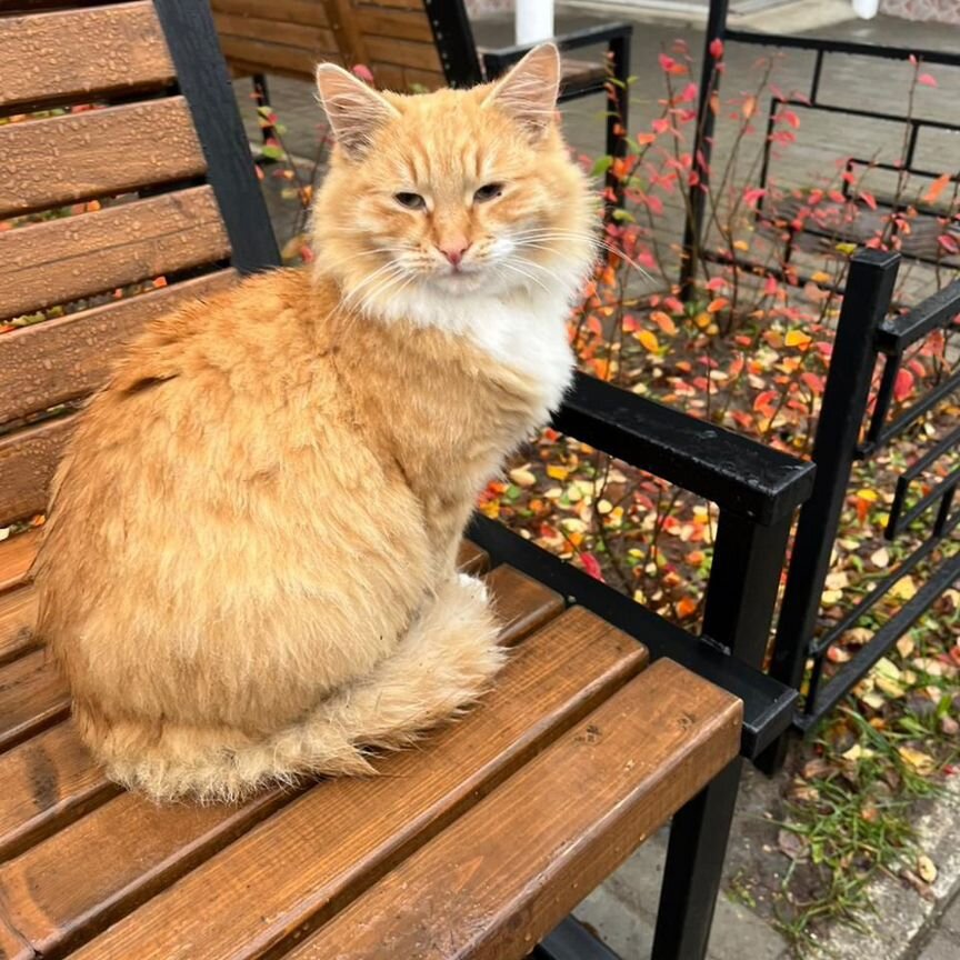 Котик в добрые руки