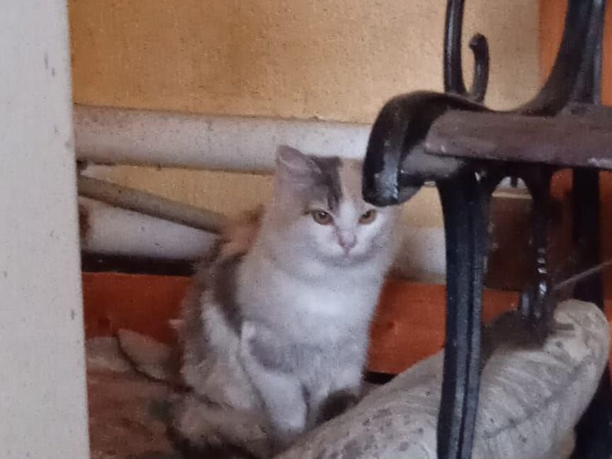 Котята бесплатно