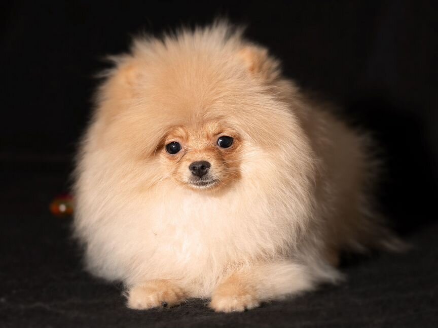 Шпиц померанский мини