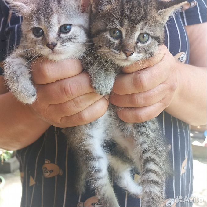 Малыши -котята ищут своих хозяев)