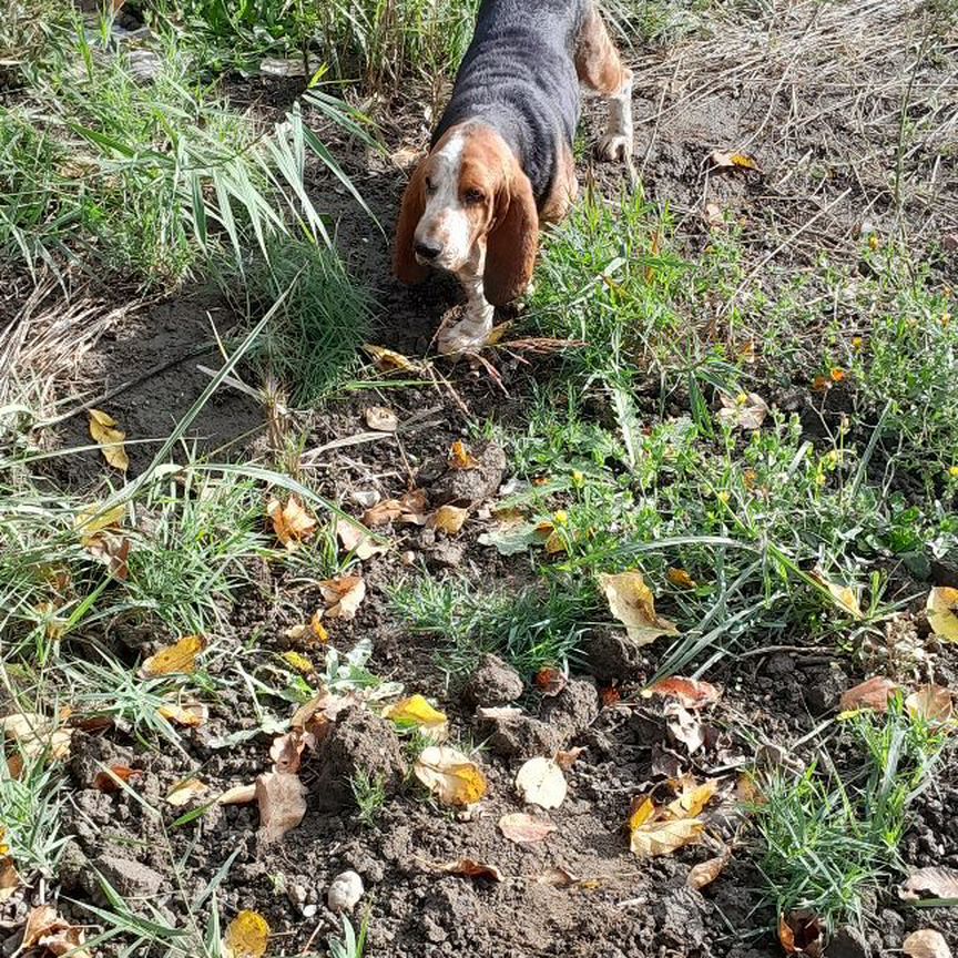 Кобель бассет