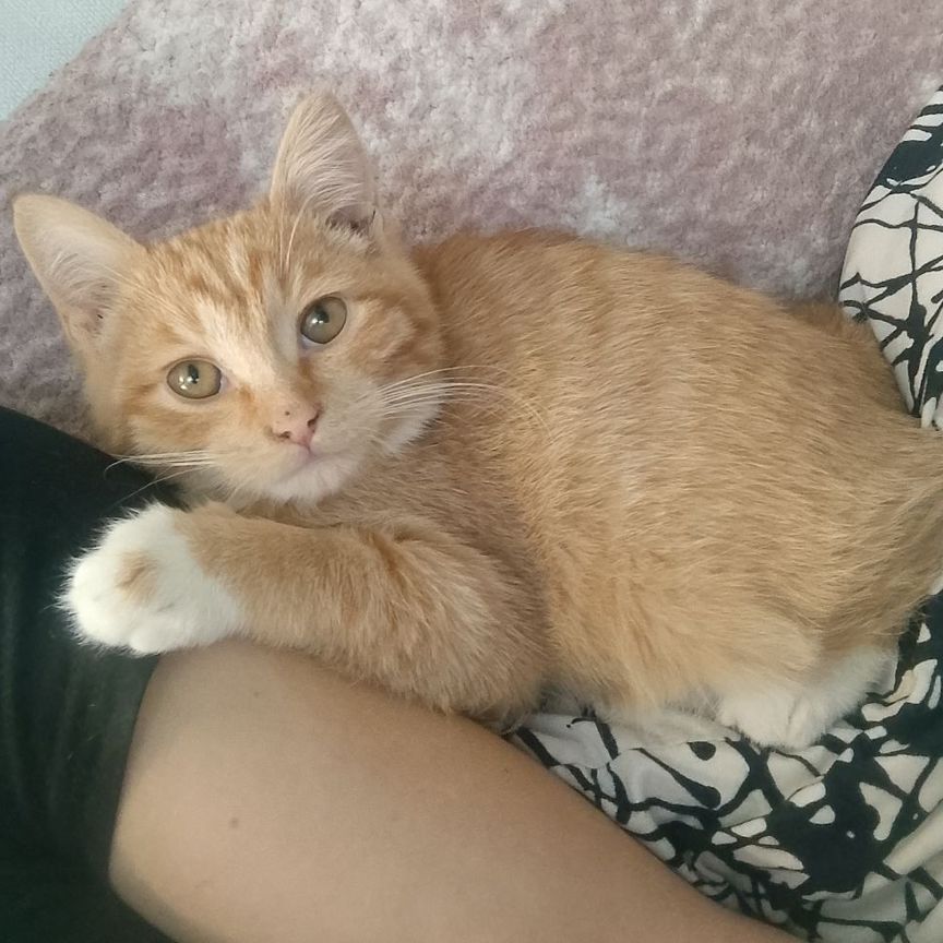 Котёнок в добрые руки