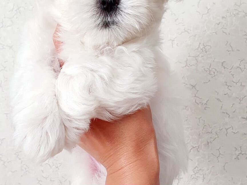 Очень красивый мальчик мальтезе с документами РКФ