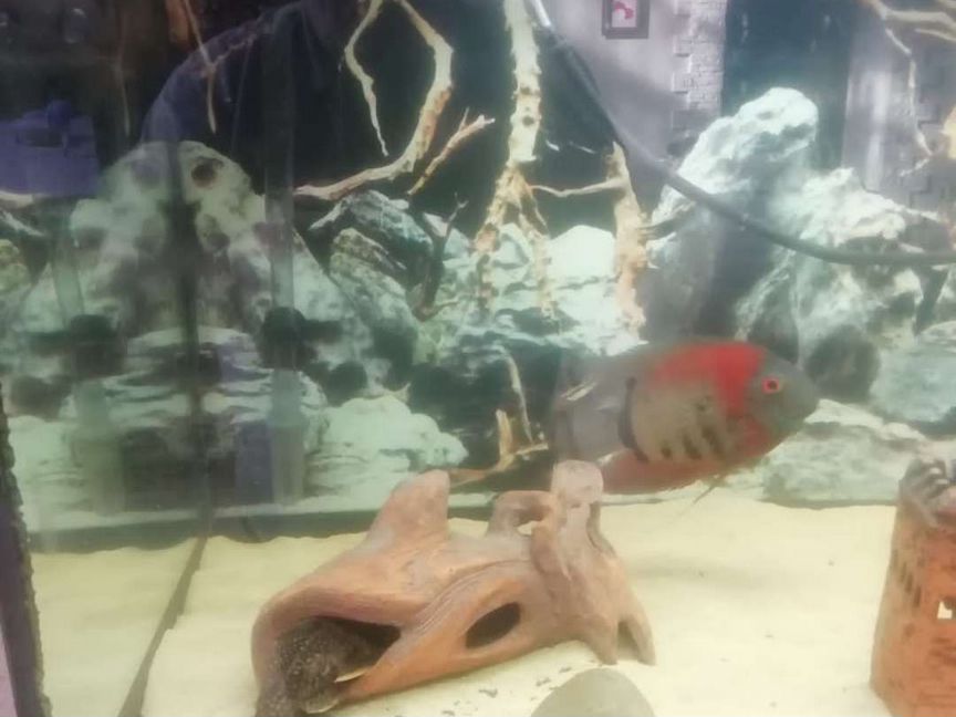 Аквариум в сборе