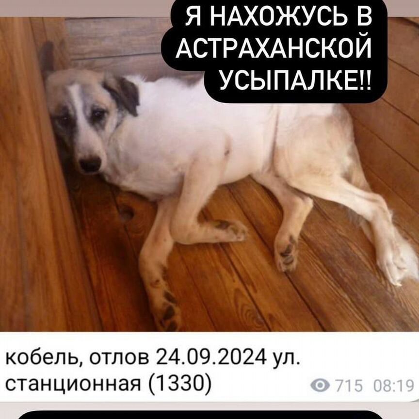 Собака в добрые руки отдам бесплатно