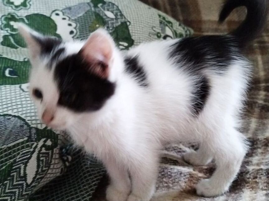 Кошки в добрые руки