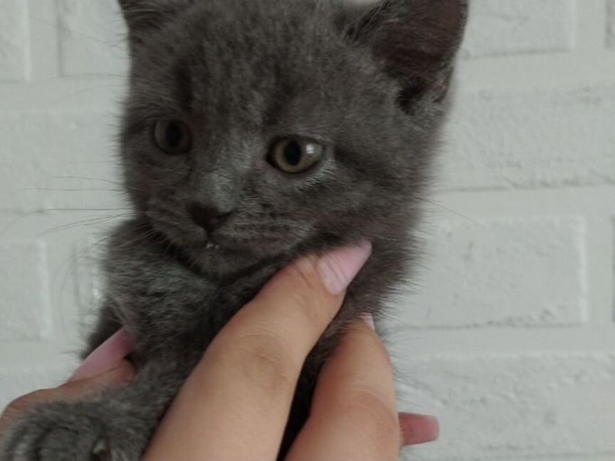 Шотландские вислоухие