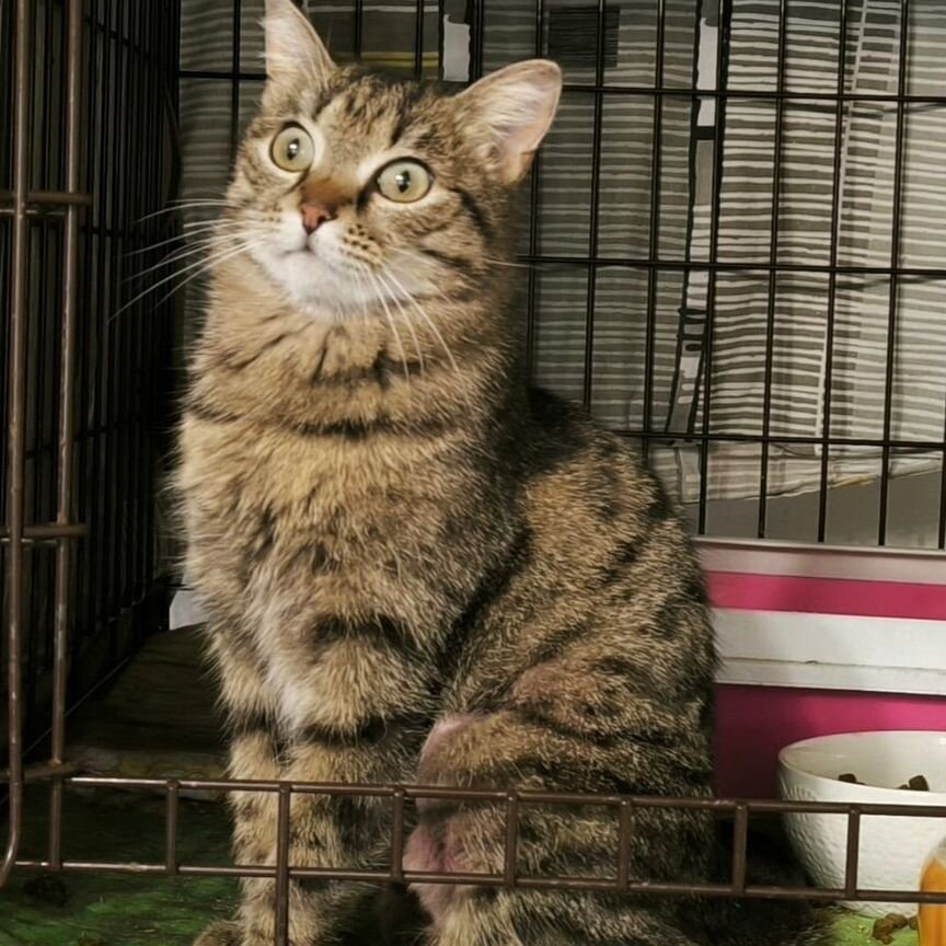 Ласковая кошечка ищет дом