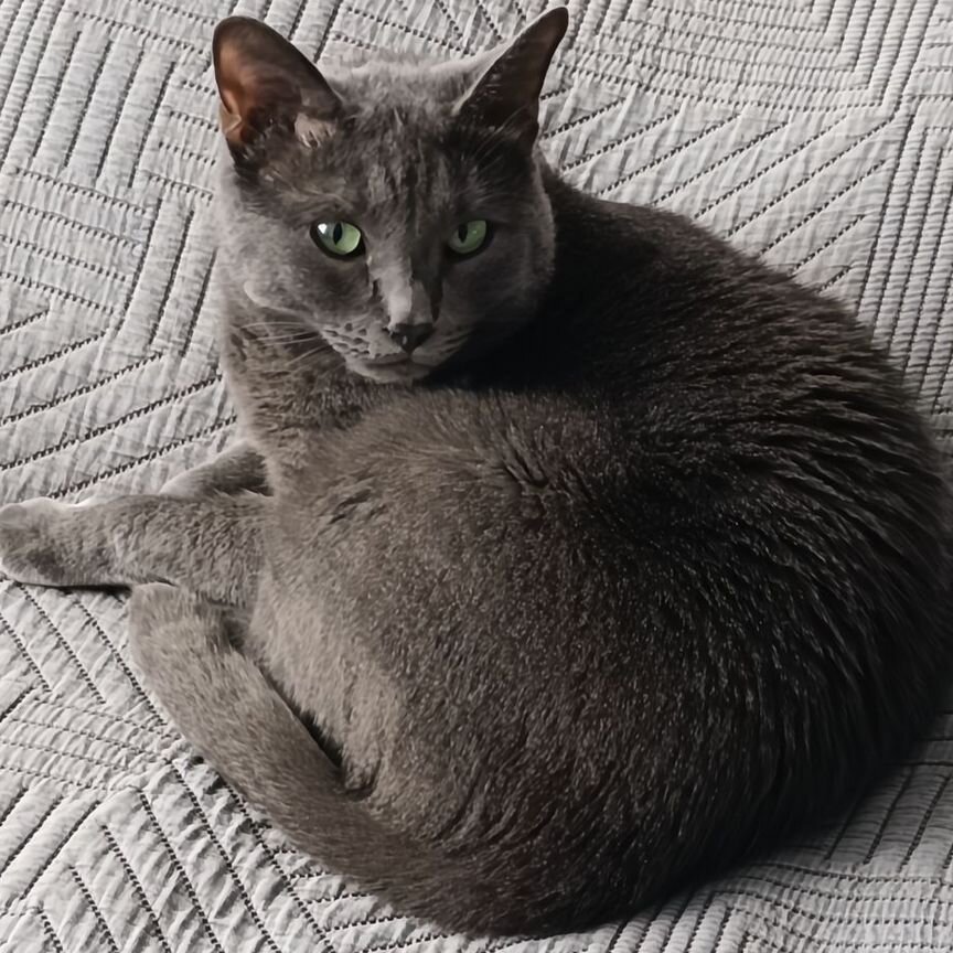 Сиамская, взрослая кошка