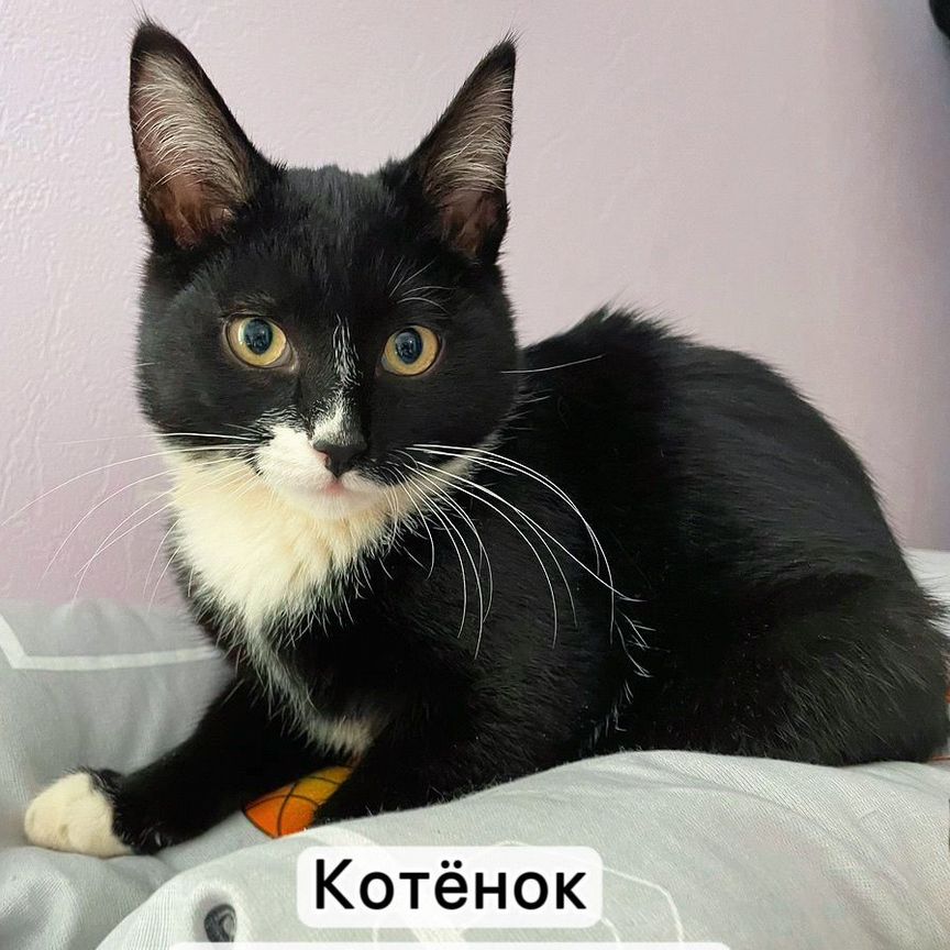 Котёнок в добрые руки