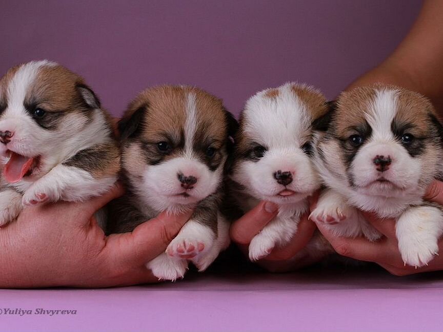 Вельш корги пемброк. Щенки с родословной РКФ