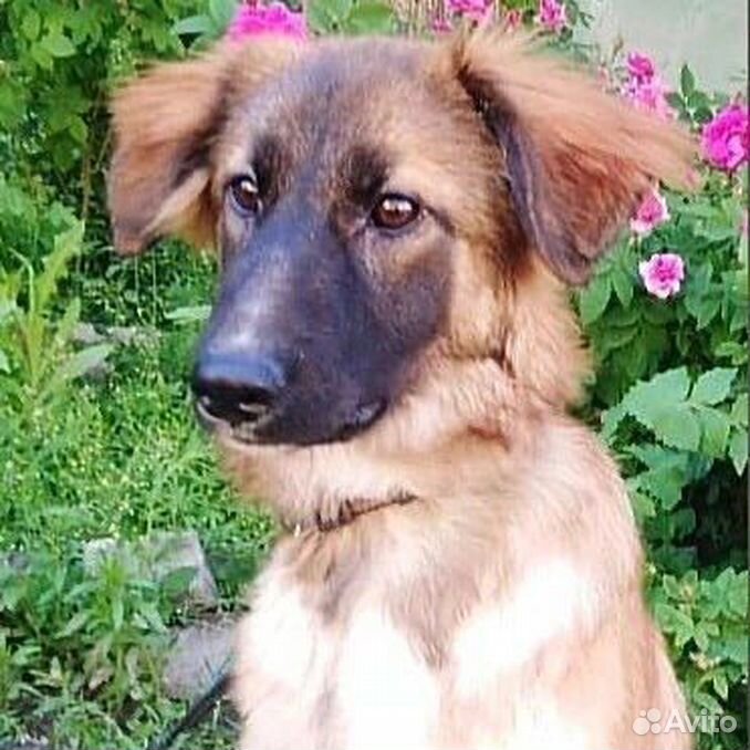 Собака хочет найти хозяев