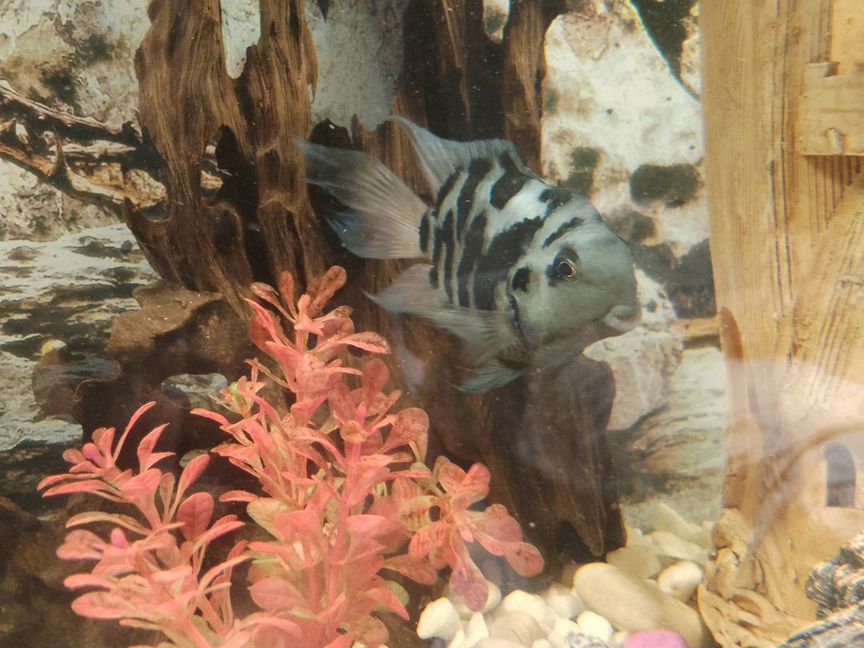 Аквариумные рыбки, цихлиды чернополосые