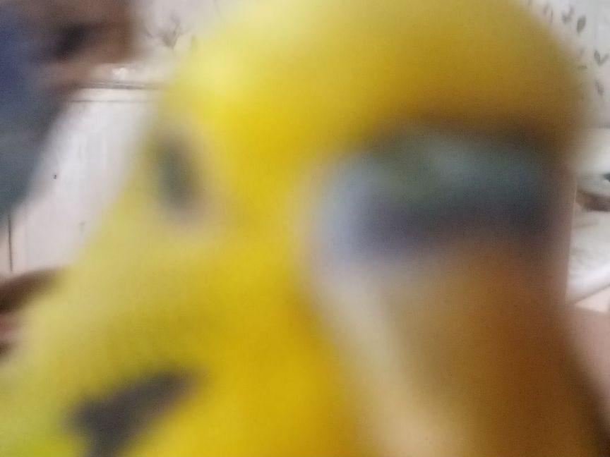 Волнистый попугай