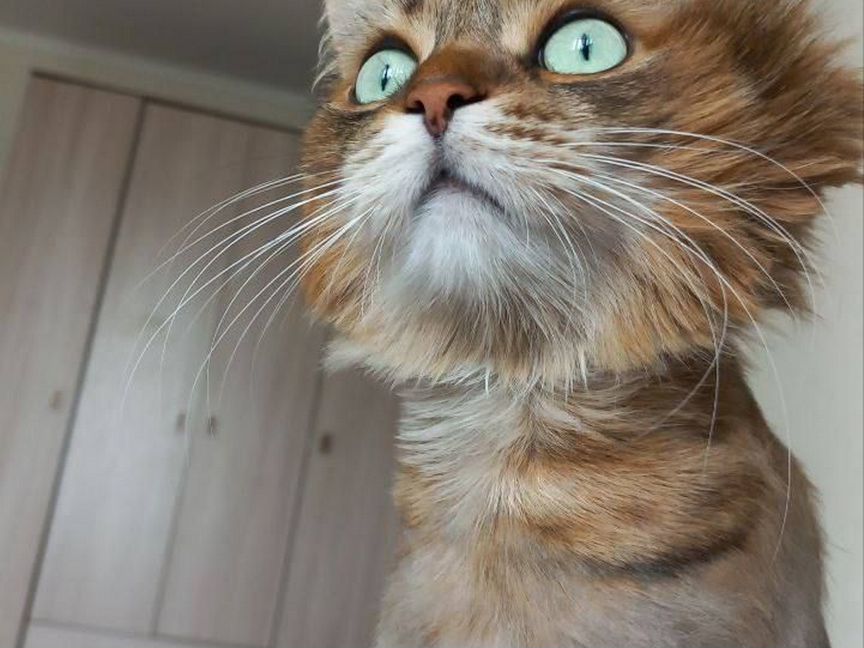 Кошка Фиона