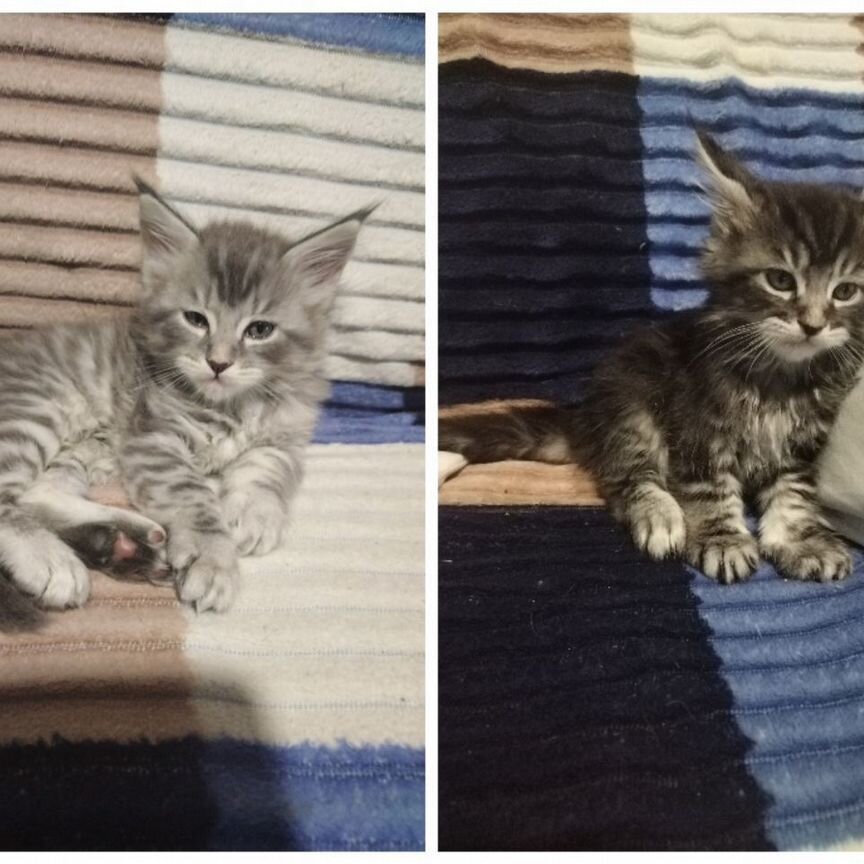 Мейн-кун котёнок