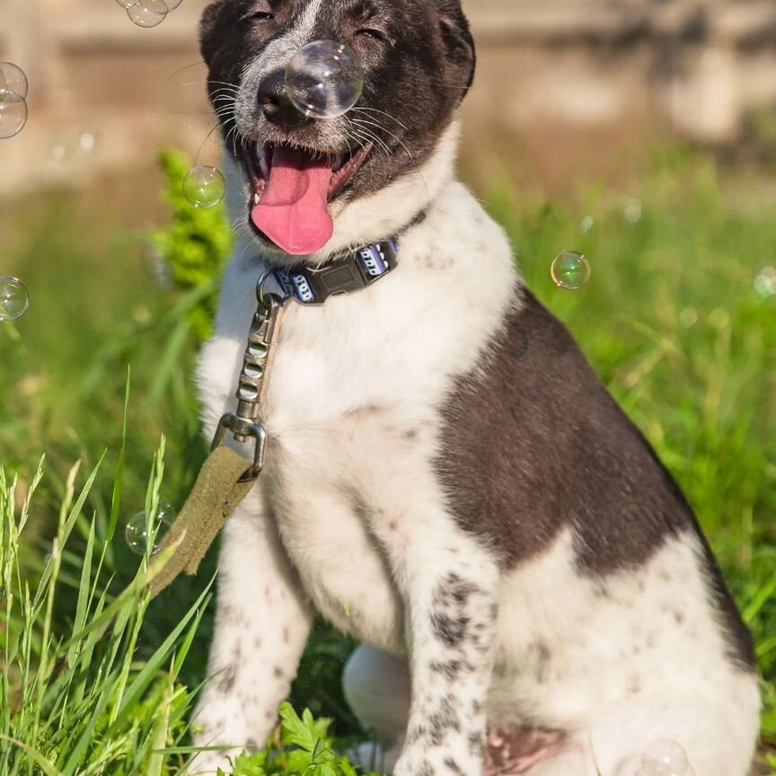 Щенки в заботливые ручки