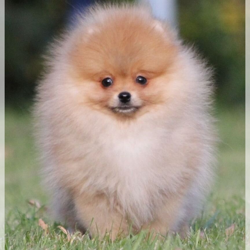 Померанский шпиц