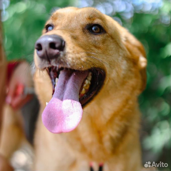 Собака, ориентированная на человека