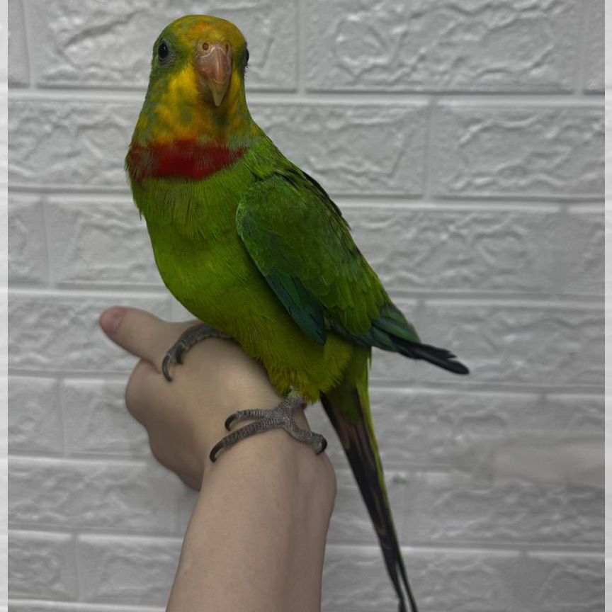 Попугай барабандовый