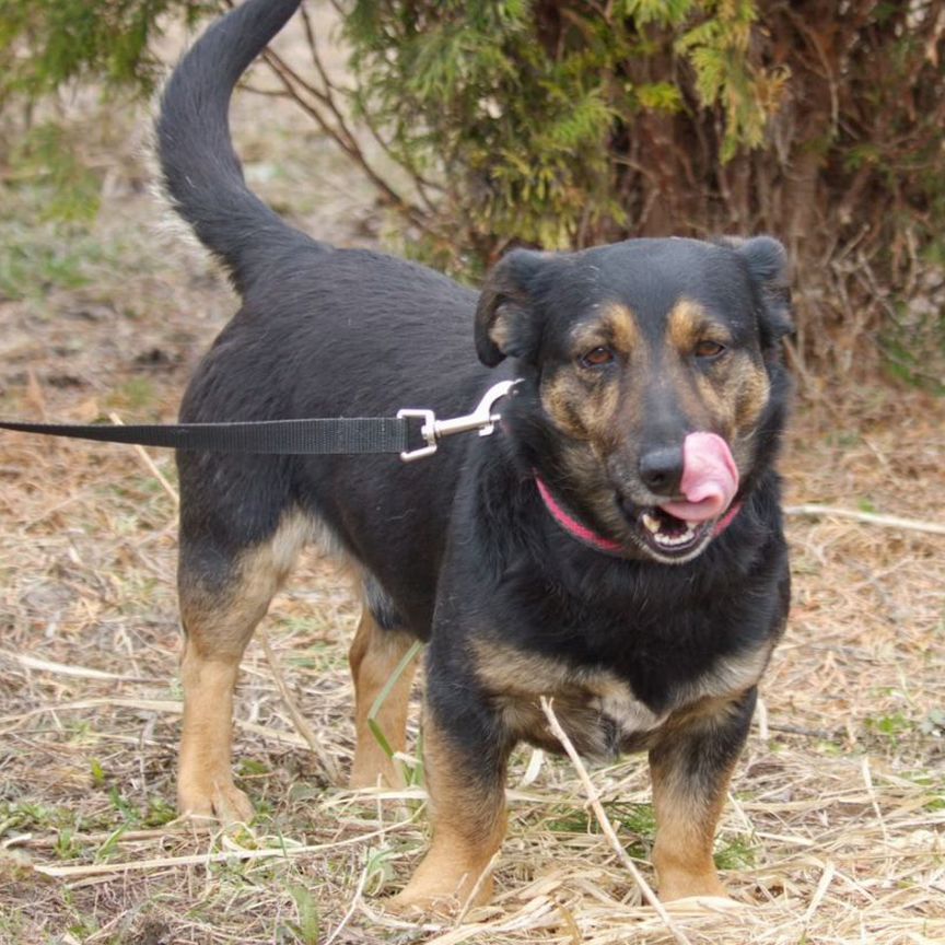 Взрослый пёс в добрые руки