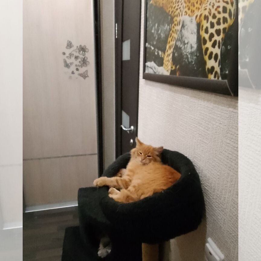 Взрослый кот в добрые руки