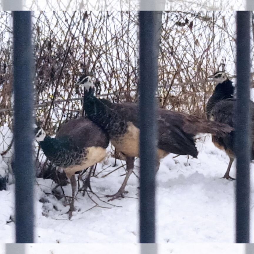 Павлин индийский