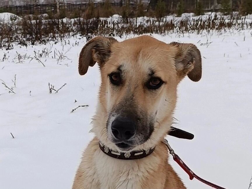 Добряк Гриша в добрые руки