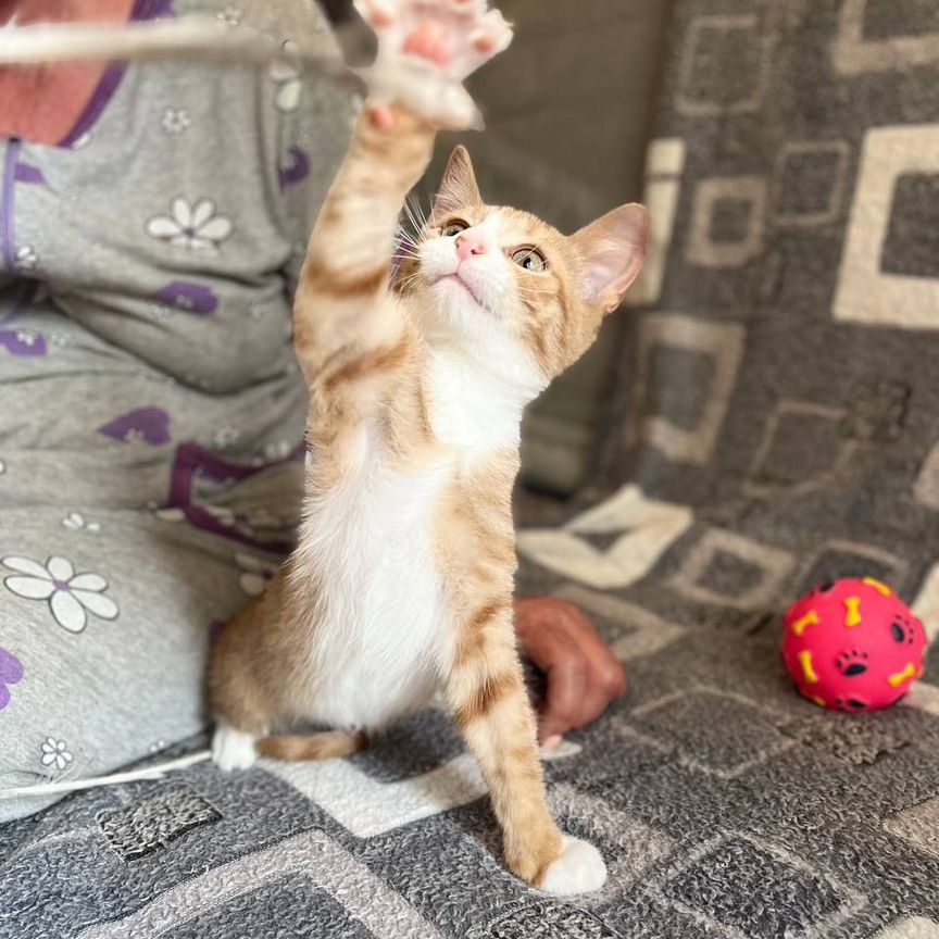 Кошка в дар бесплатно