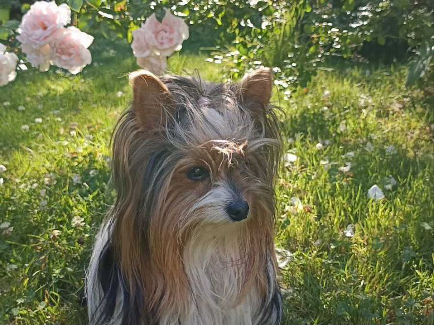 Маленькая собака