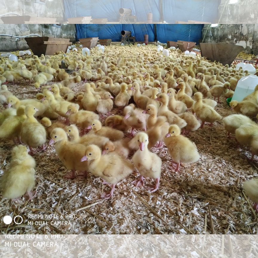 Продажа гусей линда