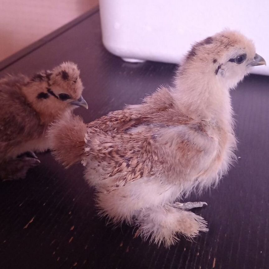 Китайские шелковые цыплята вывод 31.10