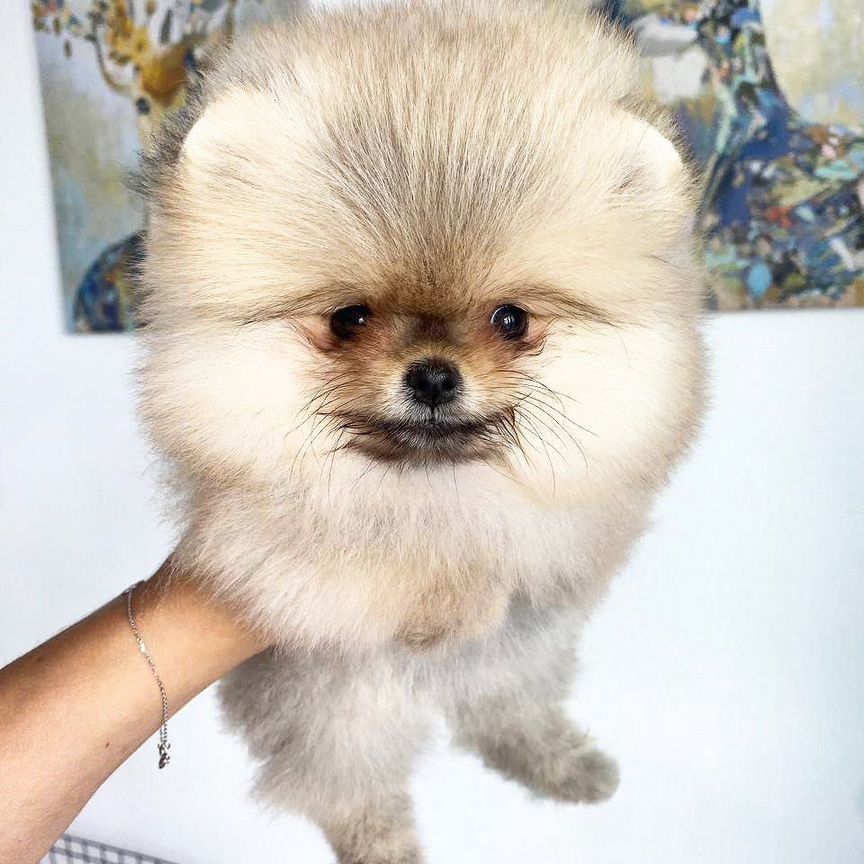 Щенки шпица