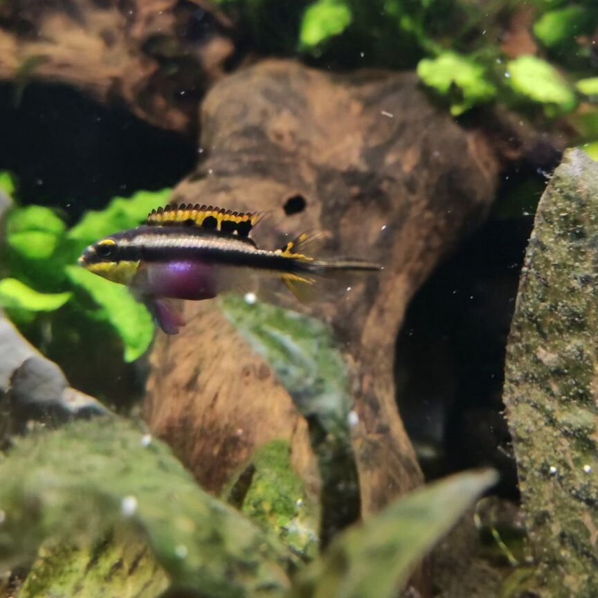 Самка пельвикахромис пульхера