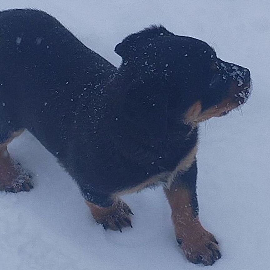 Ротвейлер, щенок