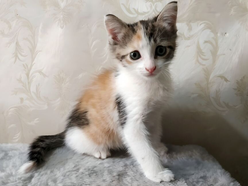 Трехцветный котенок девочка в добрые руки