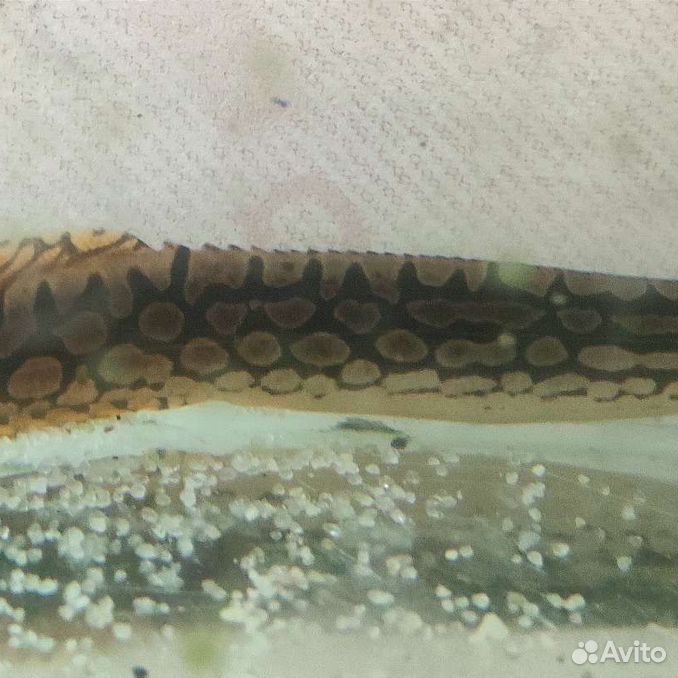 Мастоцембел