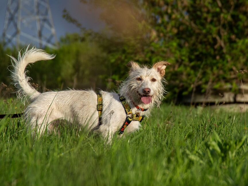 Собака в добрые руки