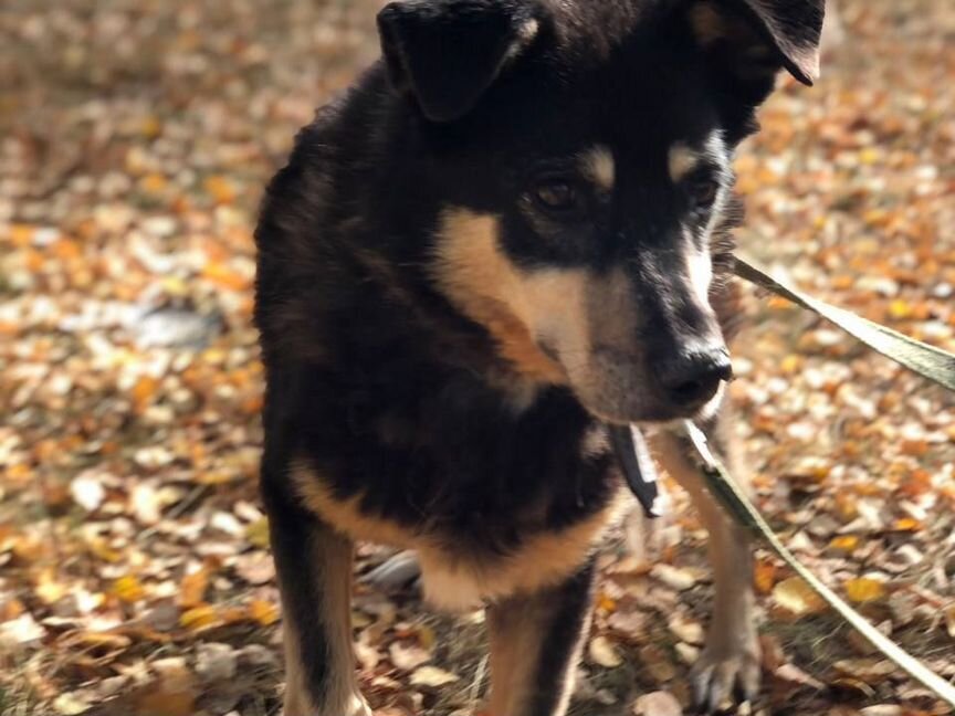 Старушка из приюта Зося ищет дом
