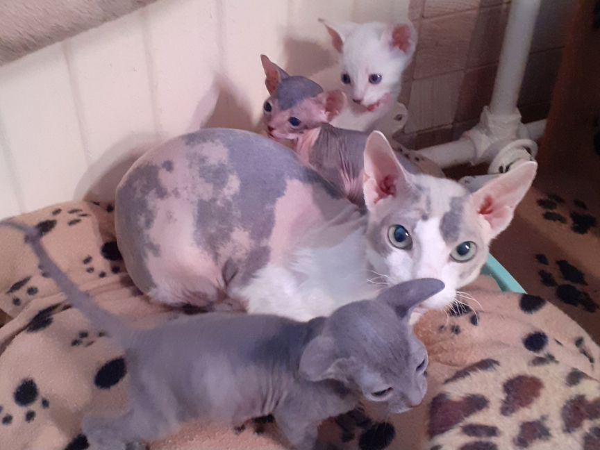 Донской сфинкс котята с документами