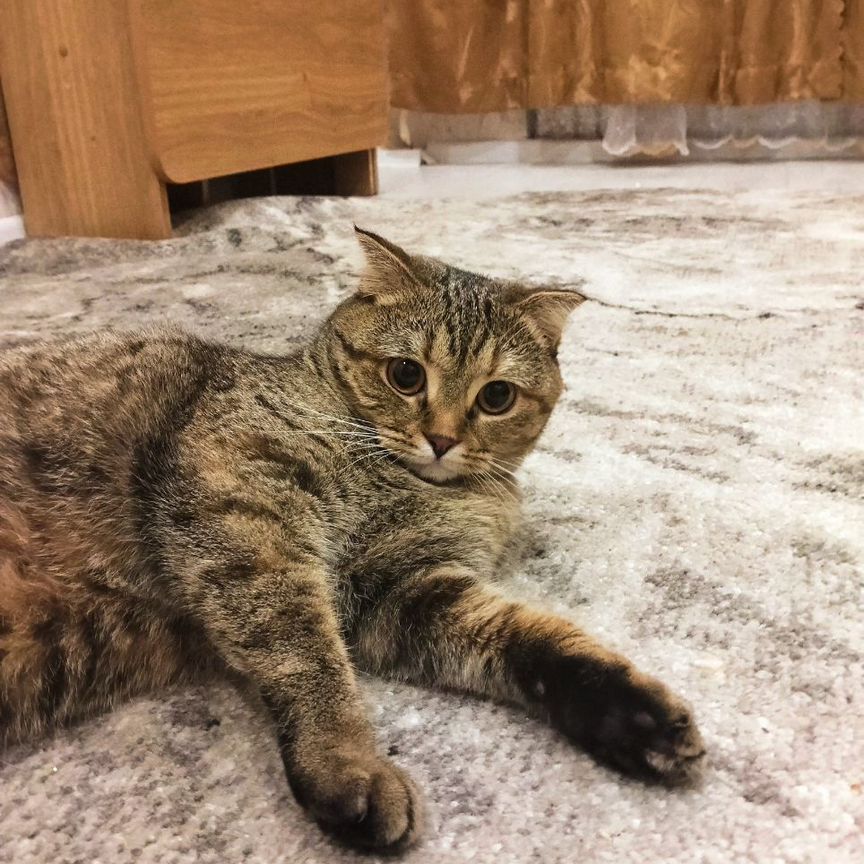 Кошка в добрые руки