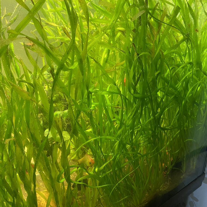 Валиснерия спиральная. Цена за пакет