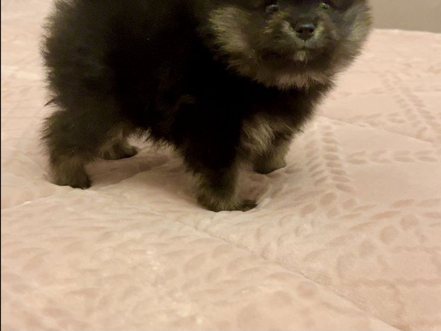 Померанский шпиц большой выбор щенков