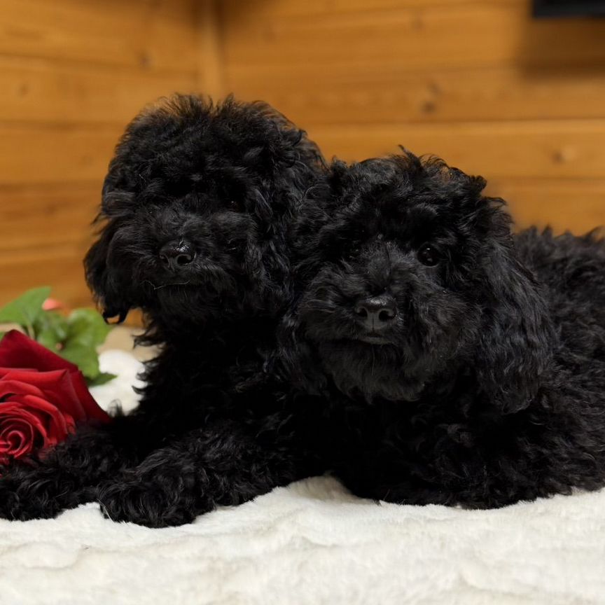 Пудель, щенок