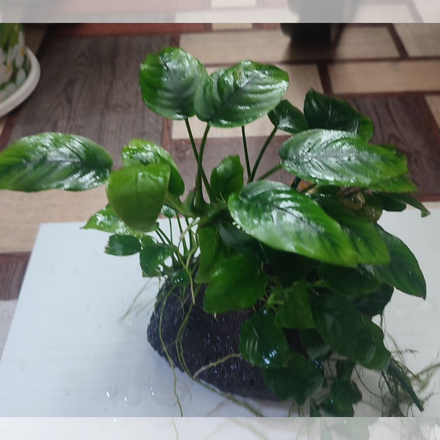 Анубиас аквариумное растение