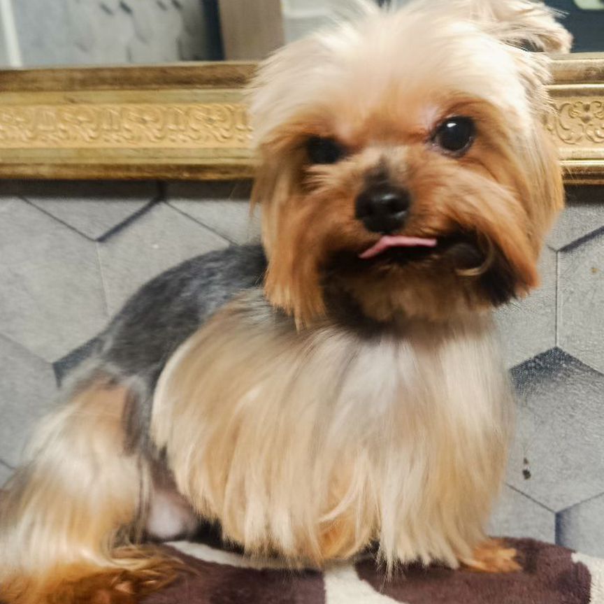 Вязка йоркширский терьер