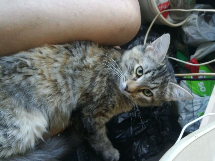 Кошечка (ещё котёнок) породистая