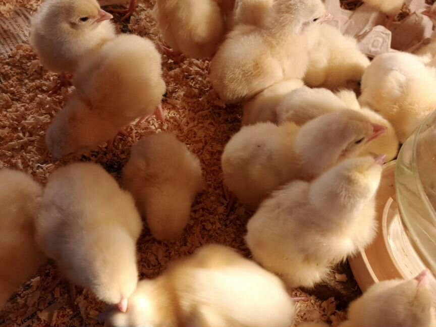 Цыплята бройлеры кобб 700