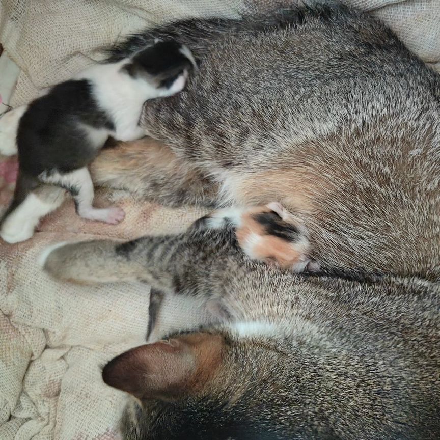 Котёнок в добрые руки