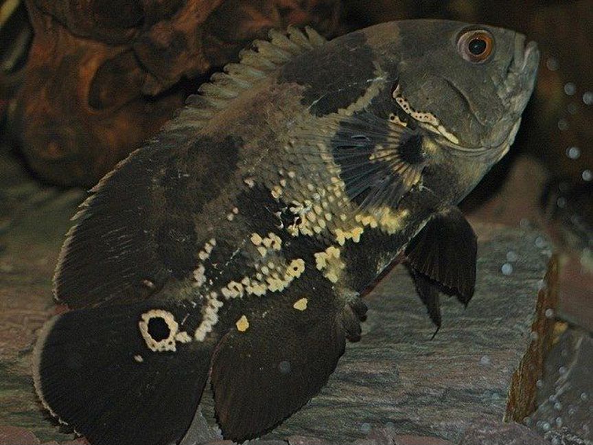 Астронотусы тигровые